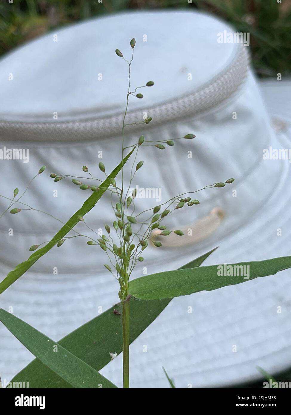 variable witchgrass (Dichanthelium commutatum), Plantae, S Meridian St ...