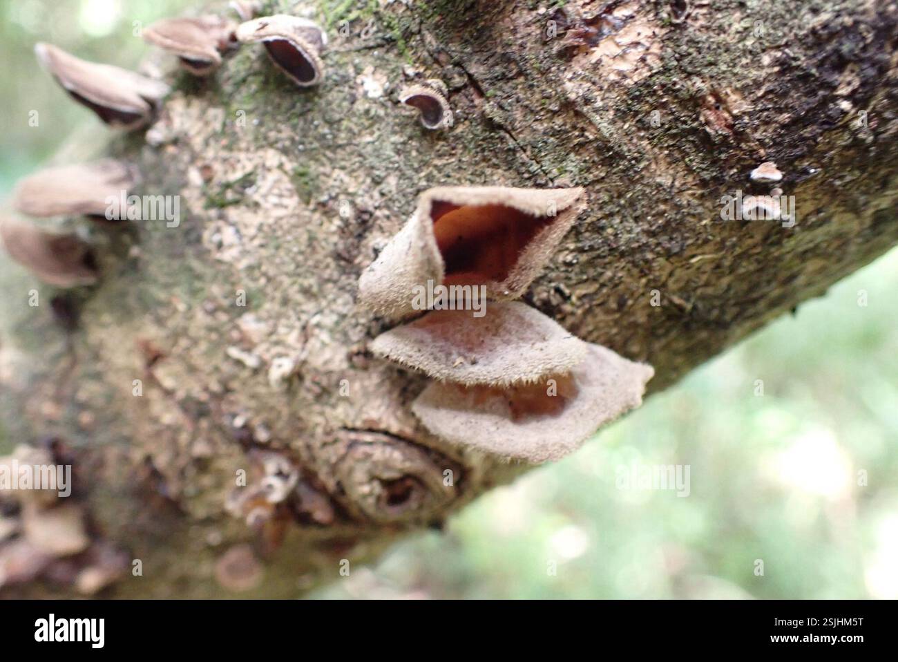 Wood ear fungi (Auricularia), Fungi, Chase Valley, Pietermaritzburg ...