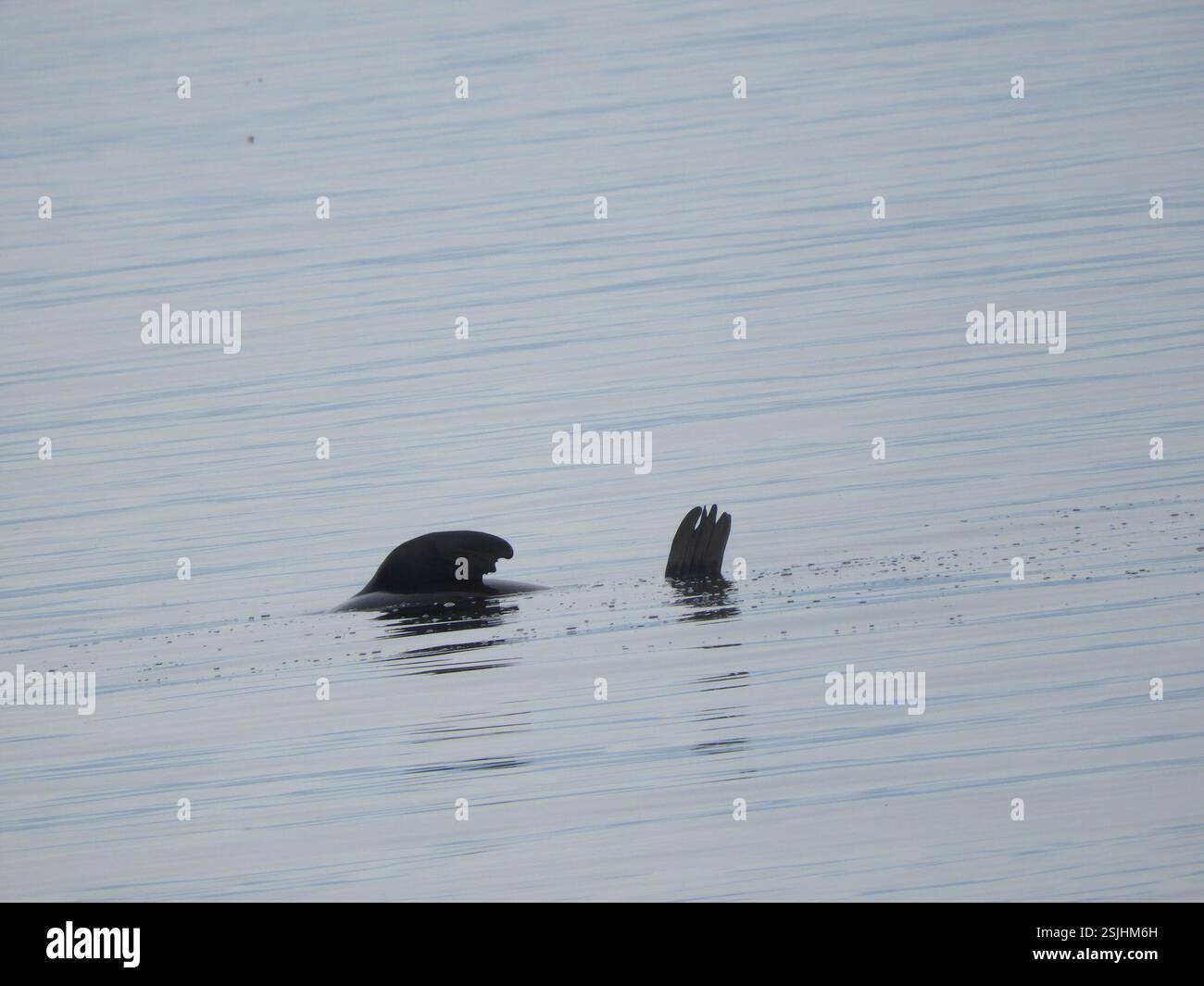 Eared Seals (Otariidae), Mammalia, Comox Valley, BC, Canada Stock Photo ...