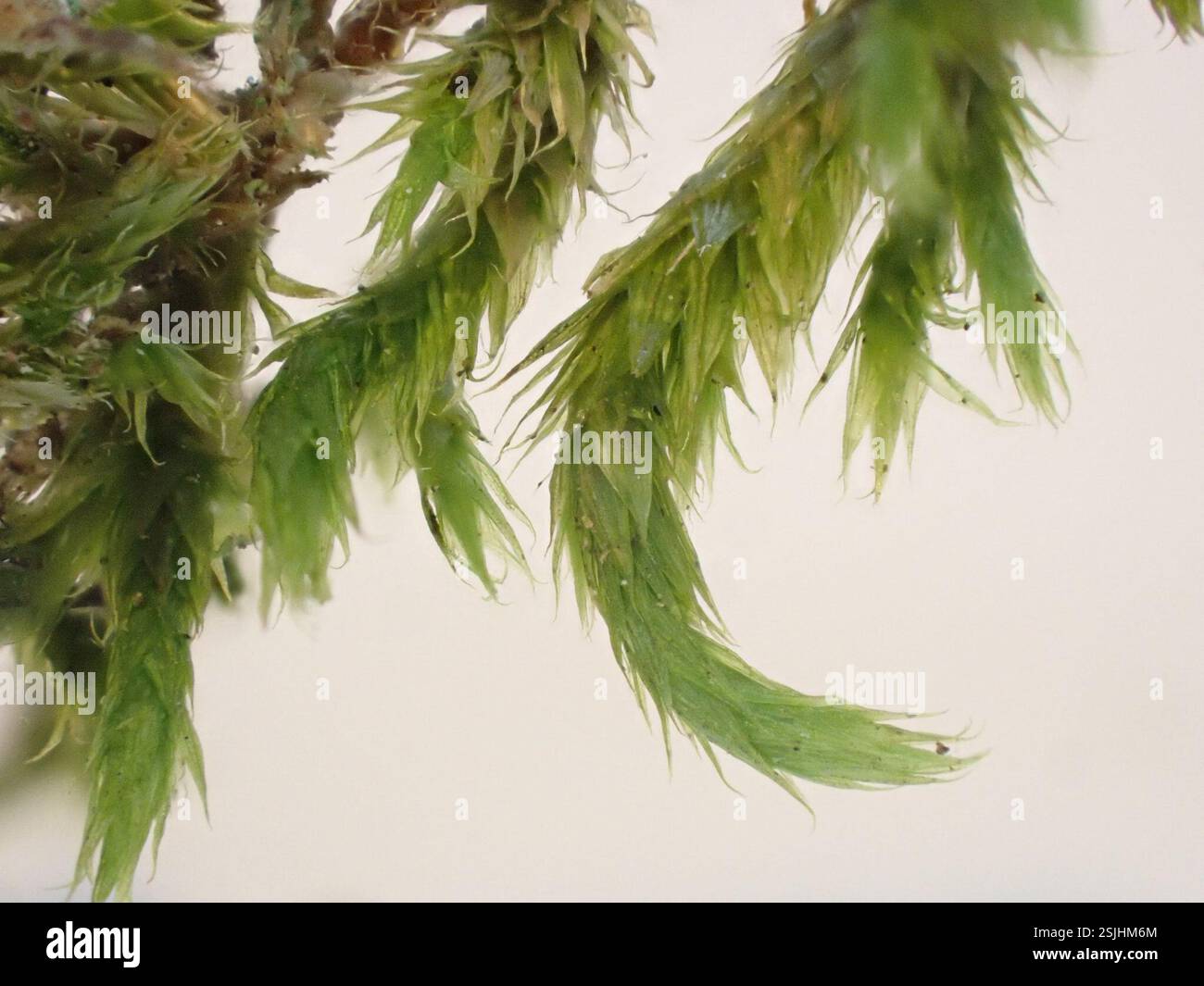 squirrel-tail moss (Leucodon sciuroides), Plantae, Lund, Sverige Stock ...