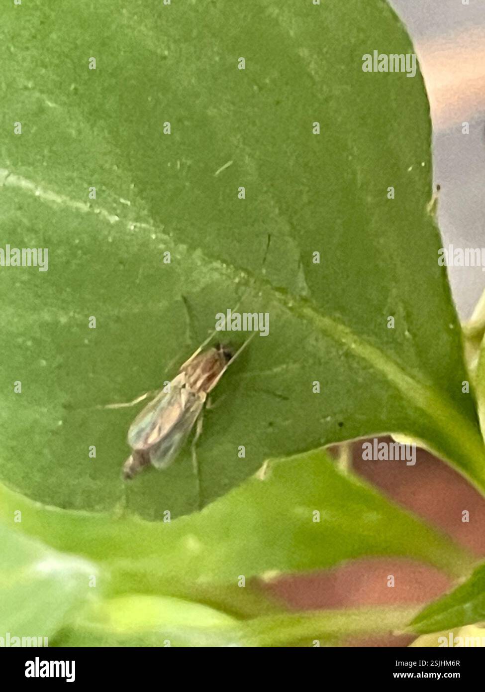 Non-biting Midges (Chironomidae), Insecta, Melbourne VIC, Australia ...