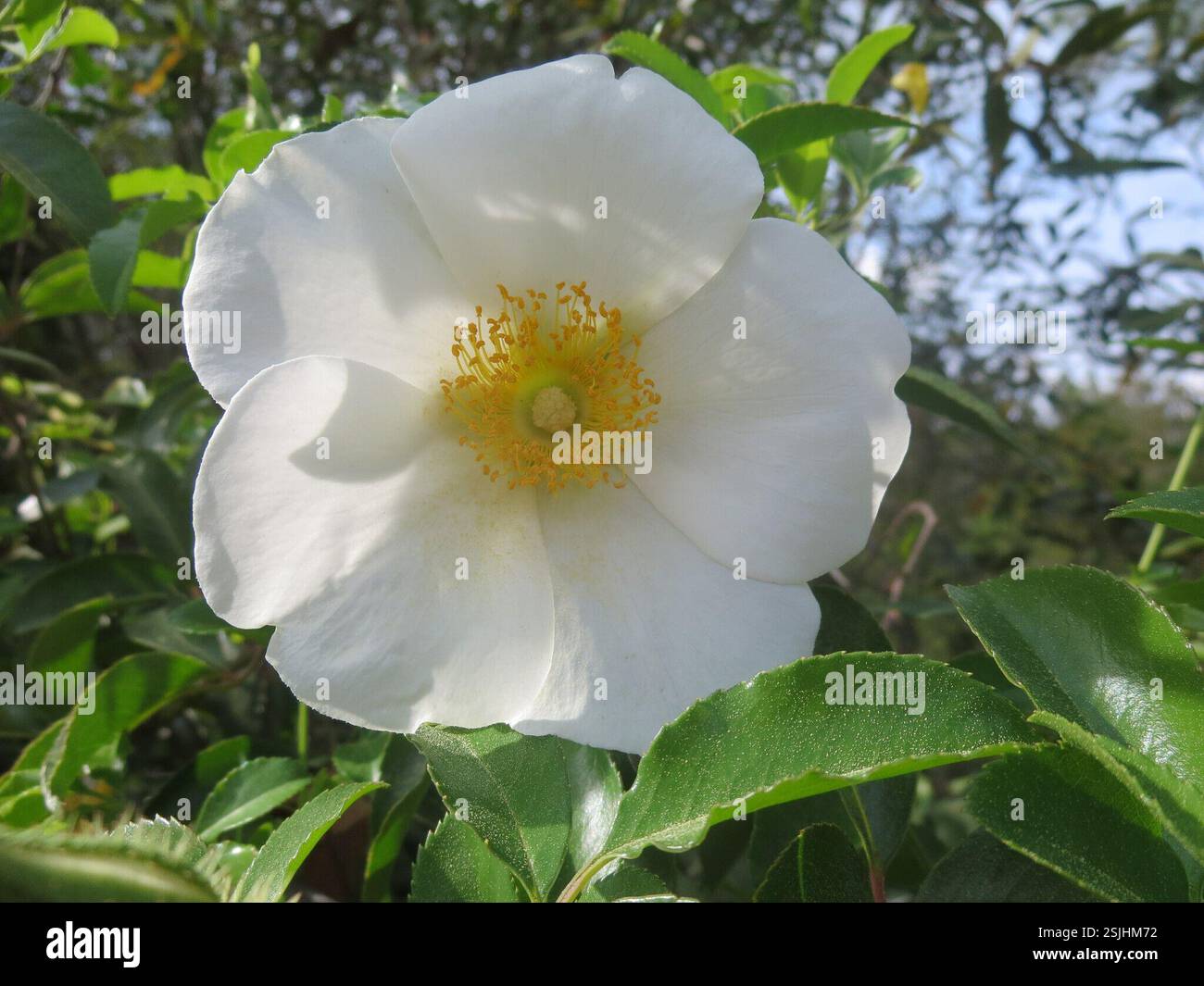 Cherokee rose (Rosa laevigata), Plantae, Windsor Forest, Savannah, GA ...