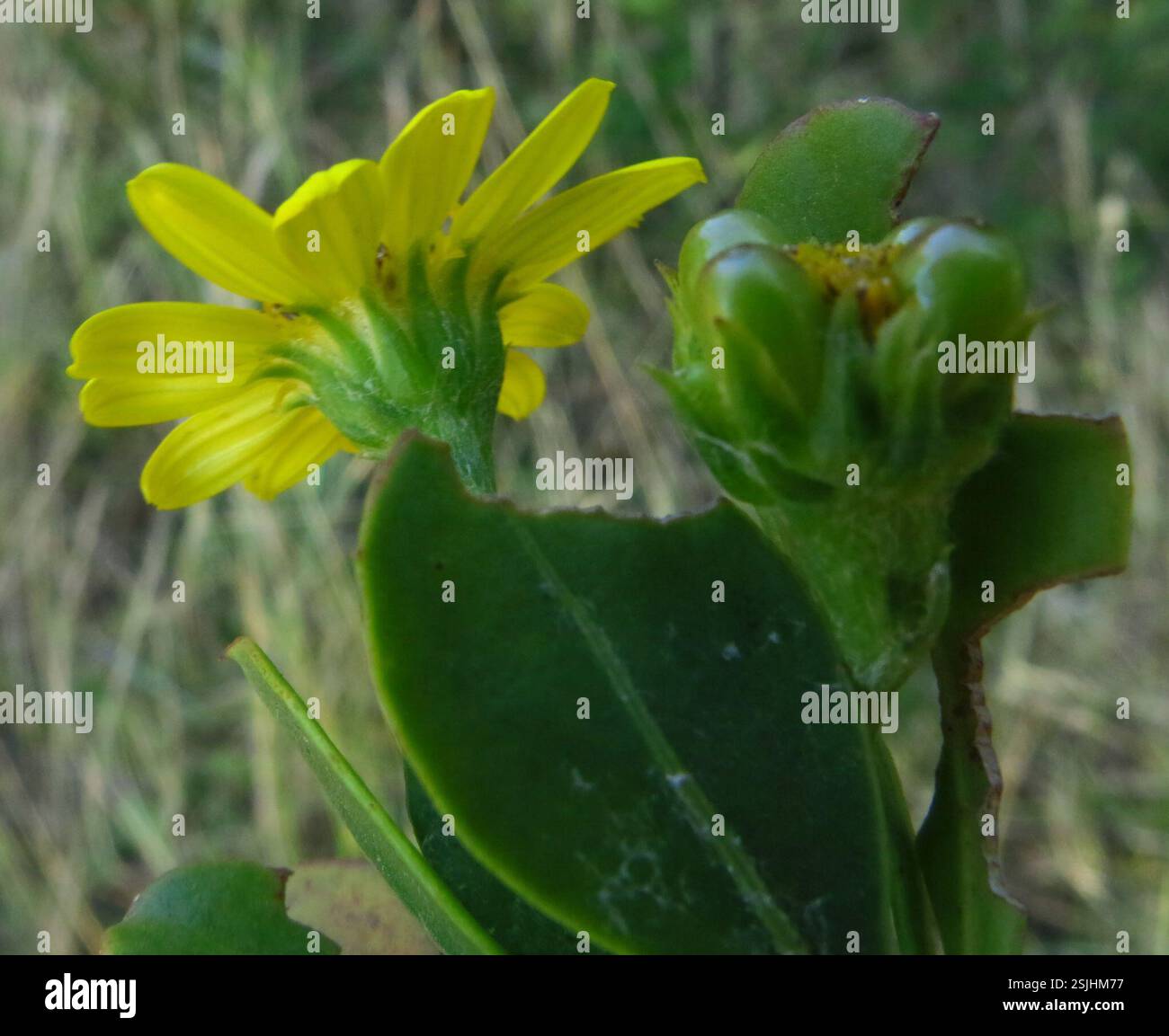 Bietou (Osteospermum moniliferum), Plantae, uMkhanyakude District ...