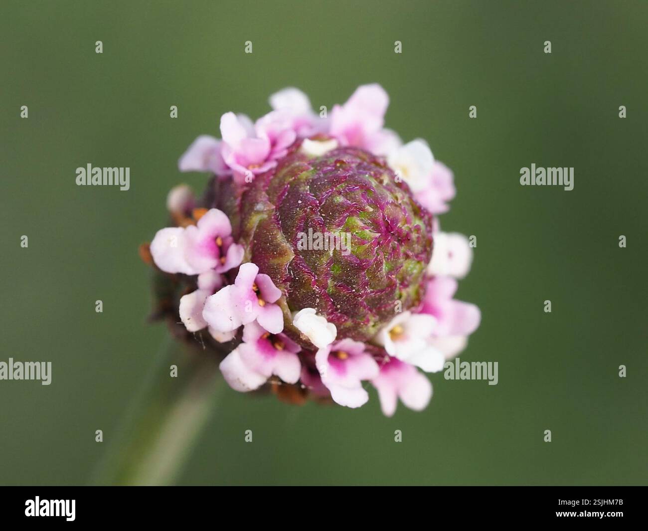 turkey tangle frogfruit (Phyla nodiflora), Plantae, 台灣嘉義縣 Stock Photo ...