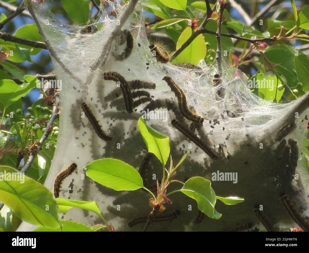 Eastern Tent Caterpillar Moth (Malacosoma americana), Insecta, Savannah ...