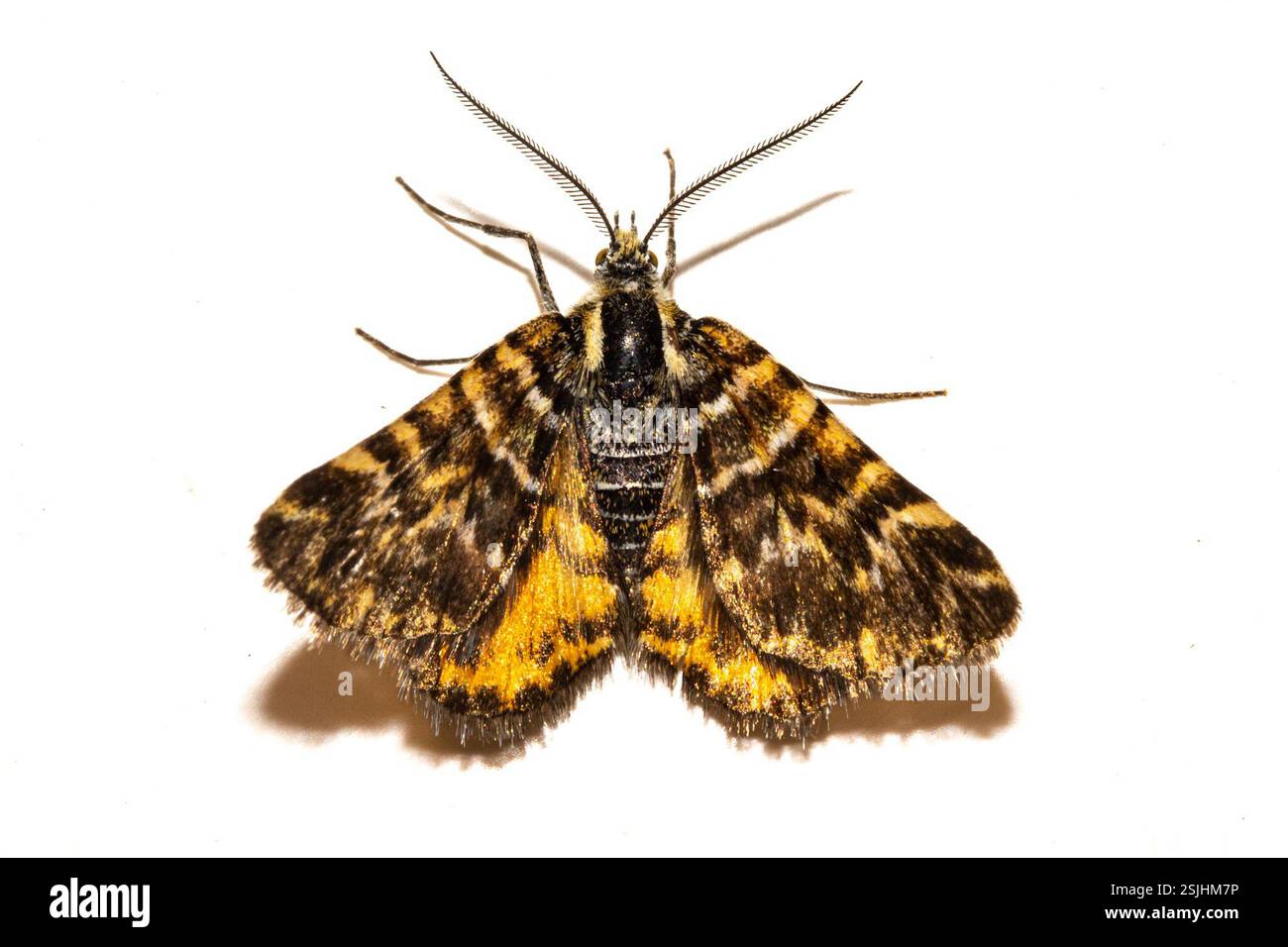 (Notoreas elegans), Insecta, Omarama, New Zealand, Alpine zone moths ...