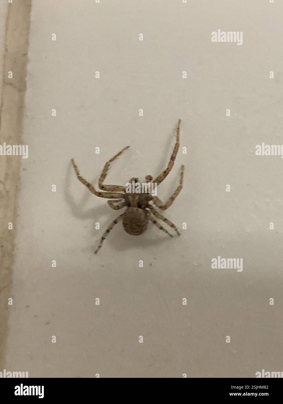 (Coriarachnini), Arachnida, Joshua Tree National Park, Indio, CA, US ...