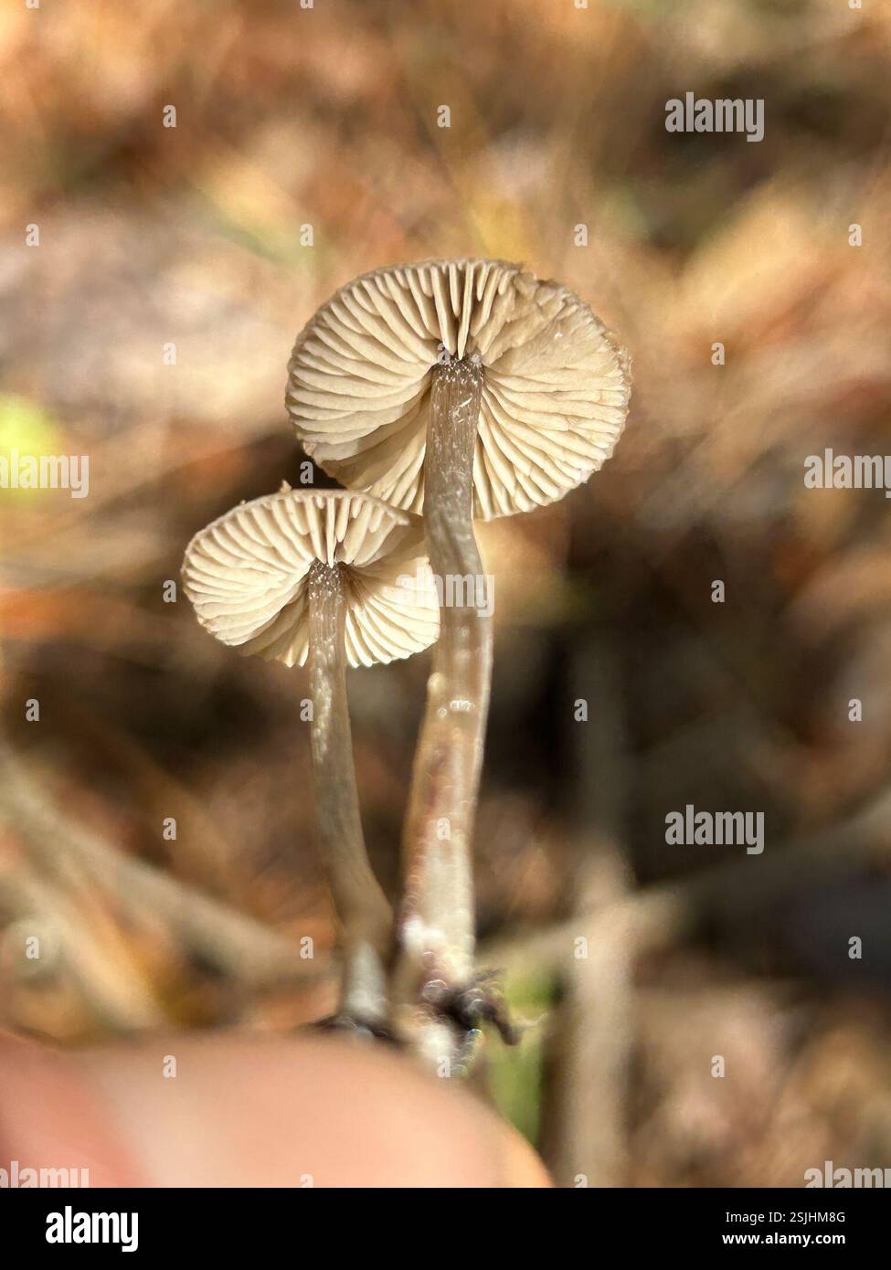 (Entolomataceae), Fungi, Pitt Pl, Cambria, CA, US Stock Photo - Alamy
