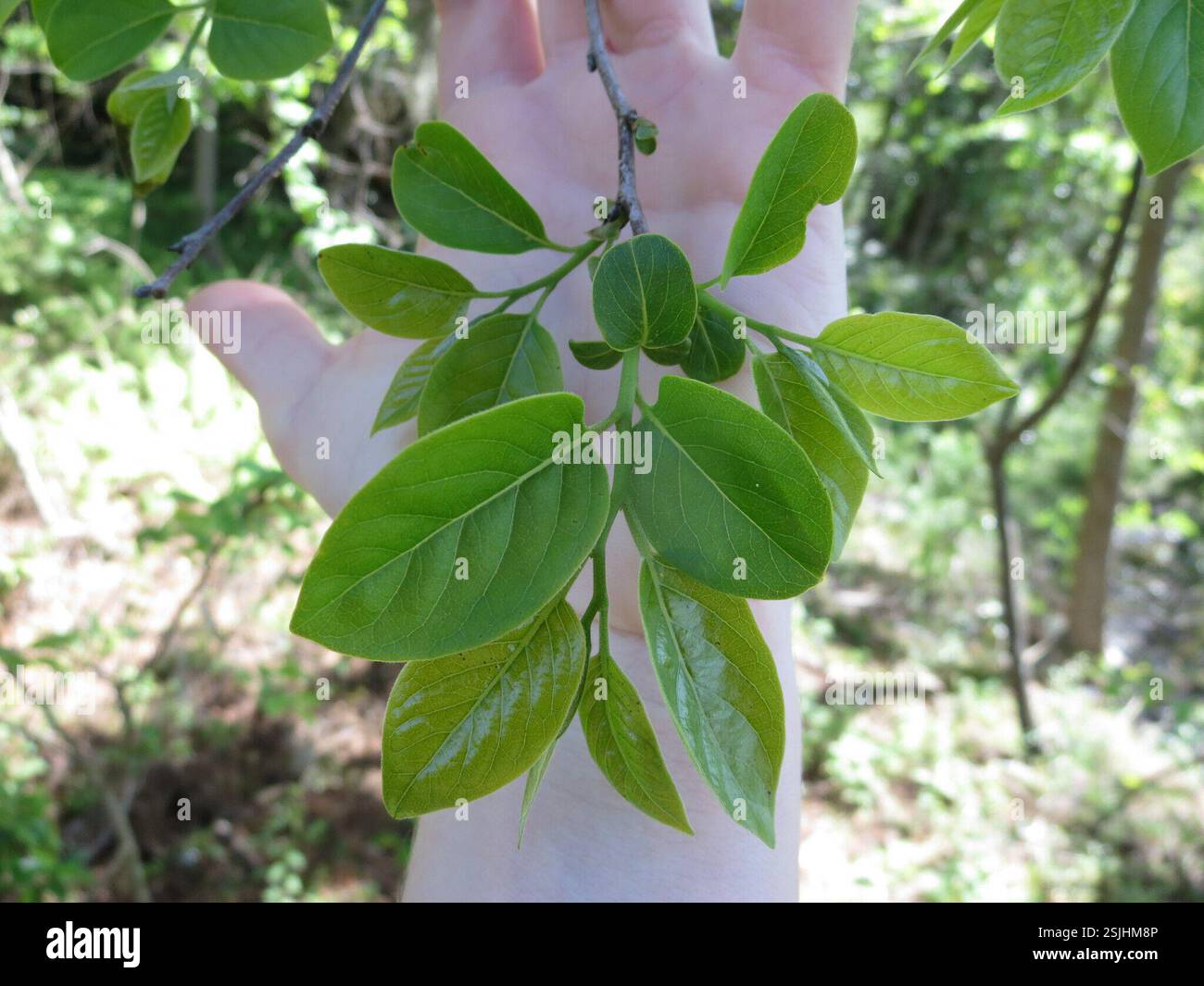 American persimmon (Diospyros virginiana), Plantae, Savannah, GA, USA ...
