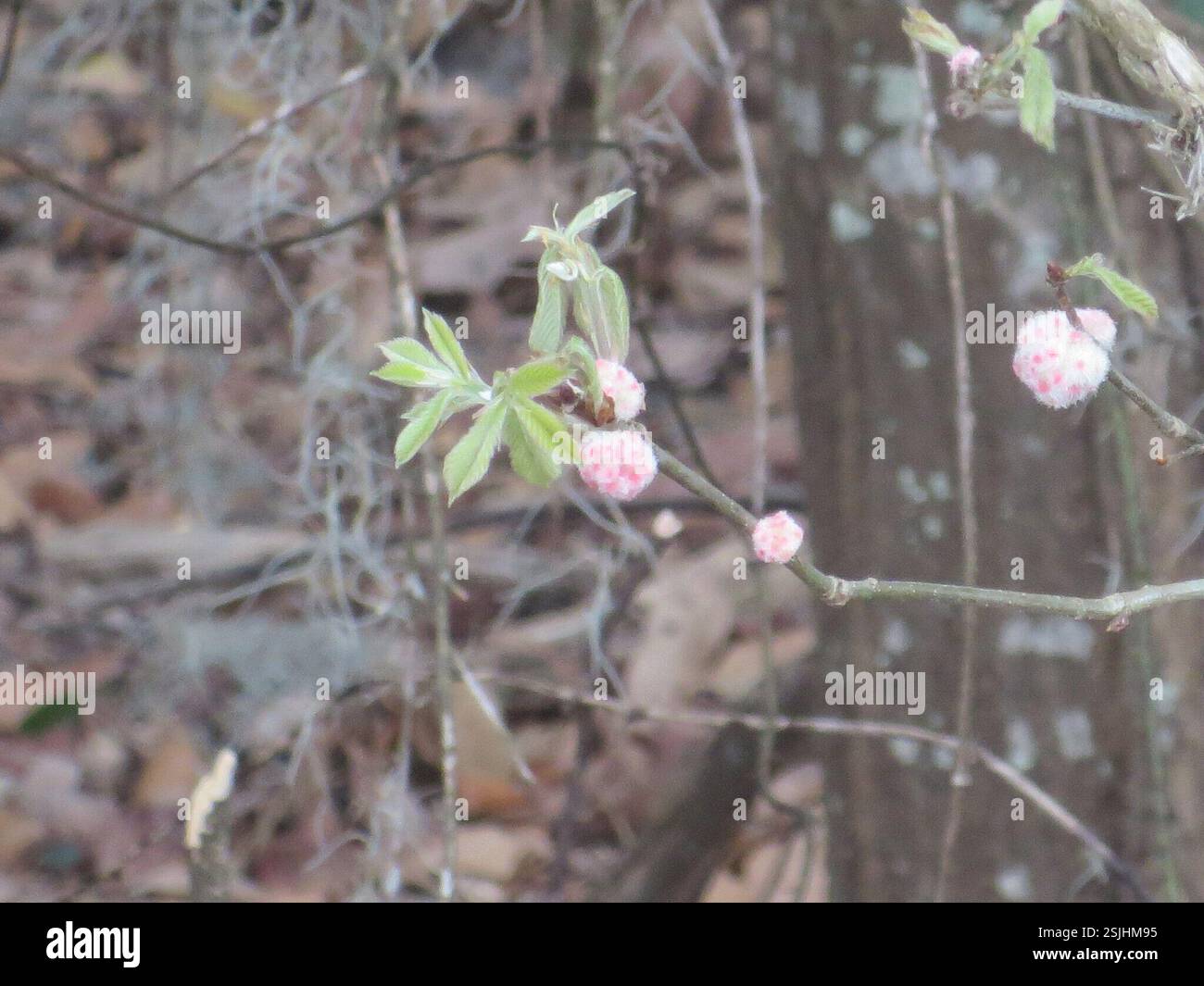 Wool Sower Gall Wasp (Callirhytis seminator), Insecta, Windsor Forest ...