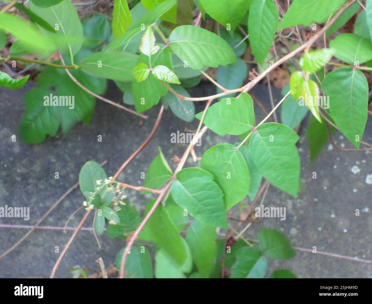 eastern poison ivy (Toxicodendron radicans), Plantae, Windsor Forest ...