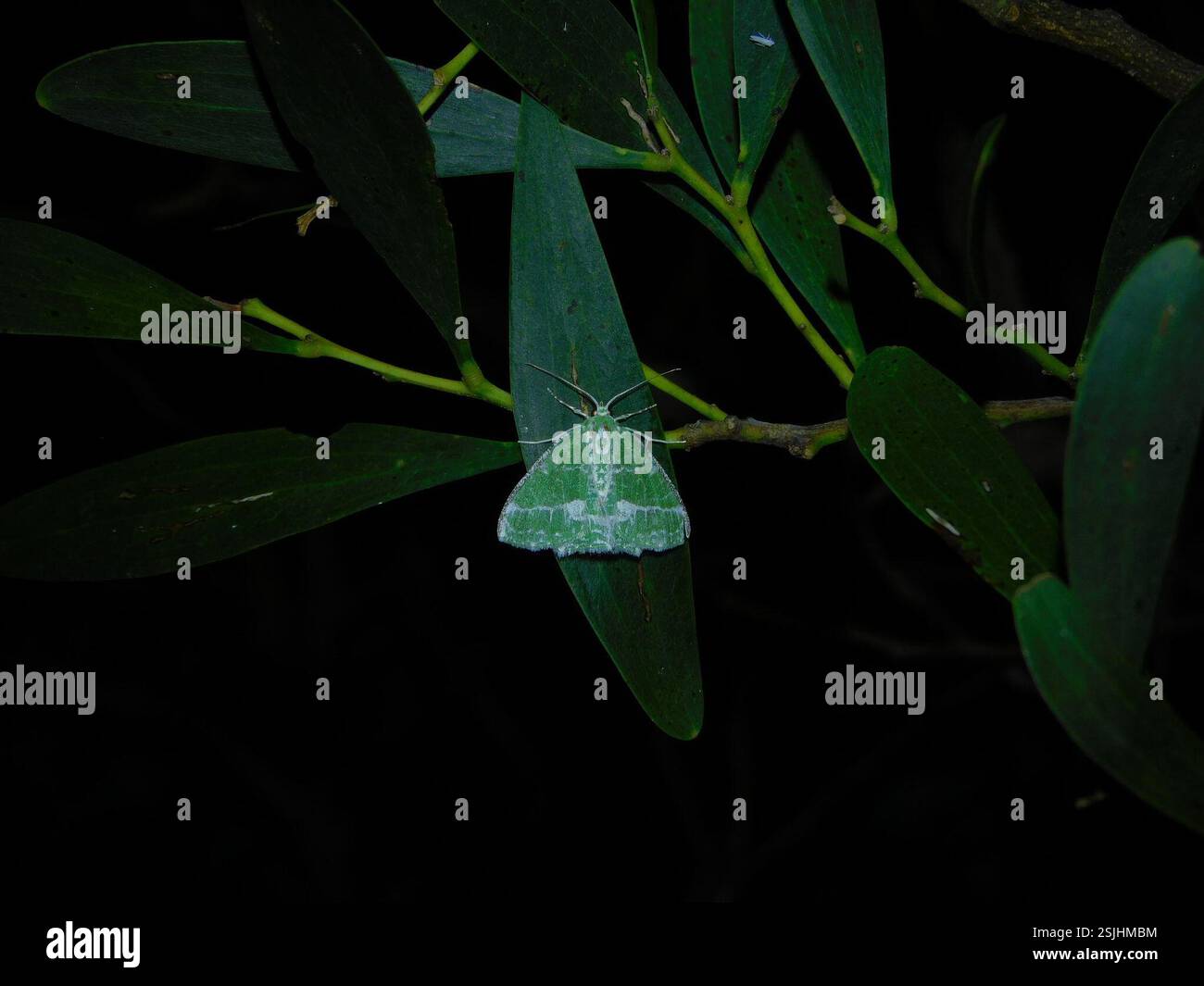 Lacy Emerald (Eucyclodes insperata), Insecta, Hobart TAS, Australia ...