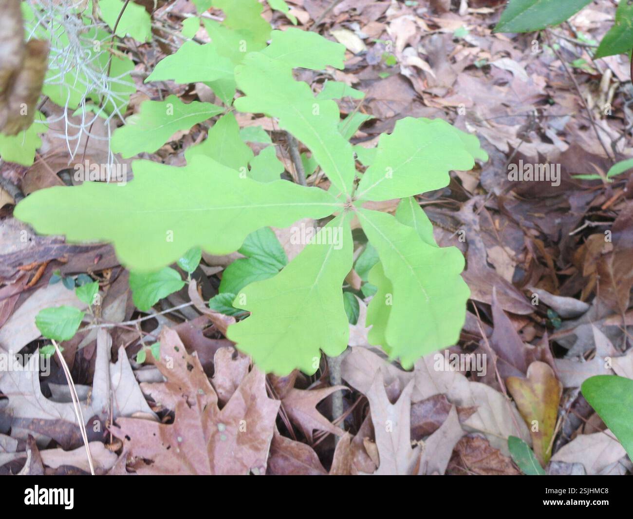 oaks (Quercus), Plantae, Windsor Forest, Savannah, GA, USA Stock Photo ...