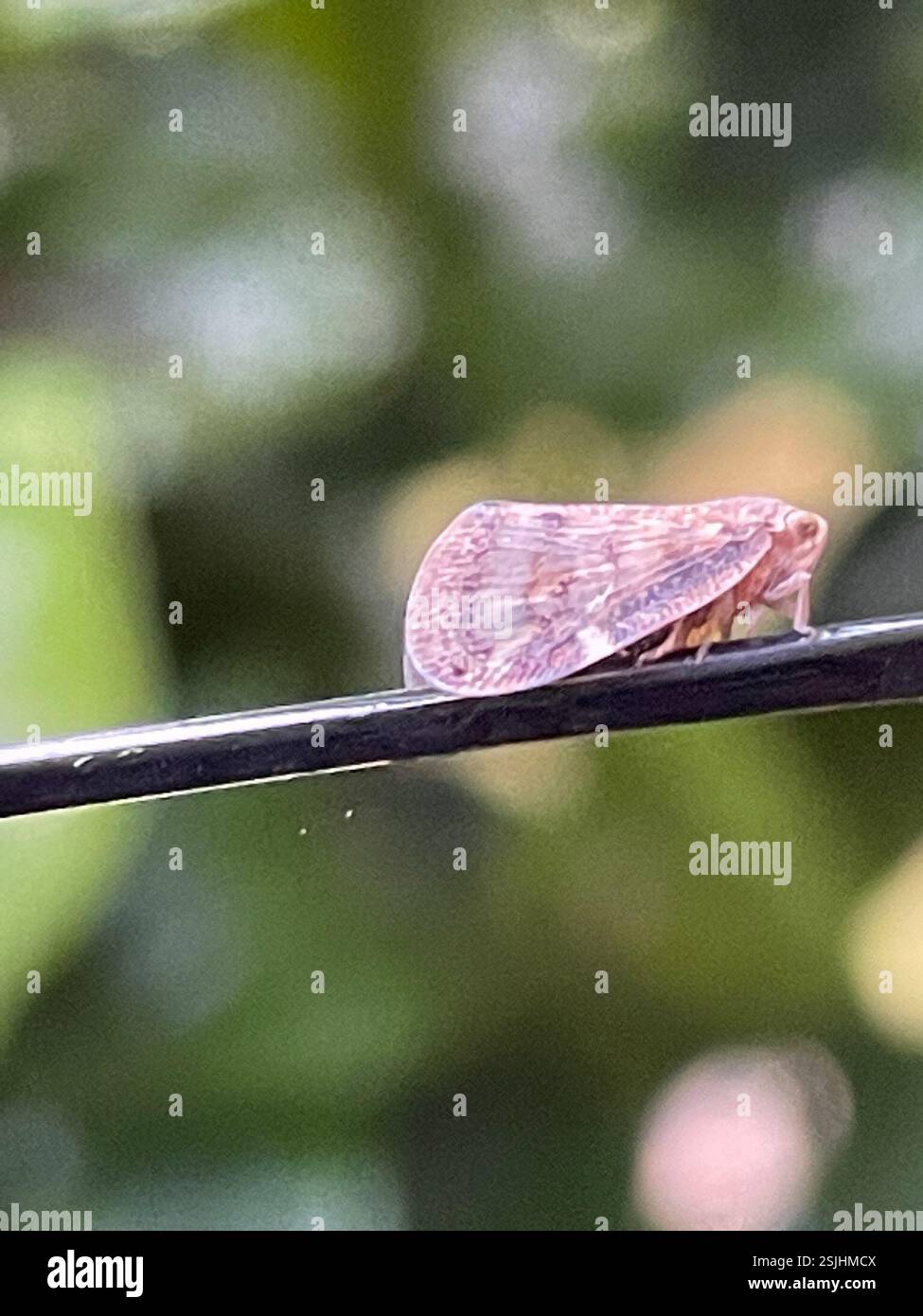 Passionvine hopper (Scolypopa australis), Insecta, Melbourne VIC ...