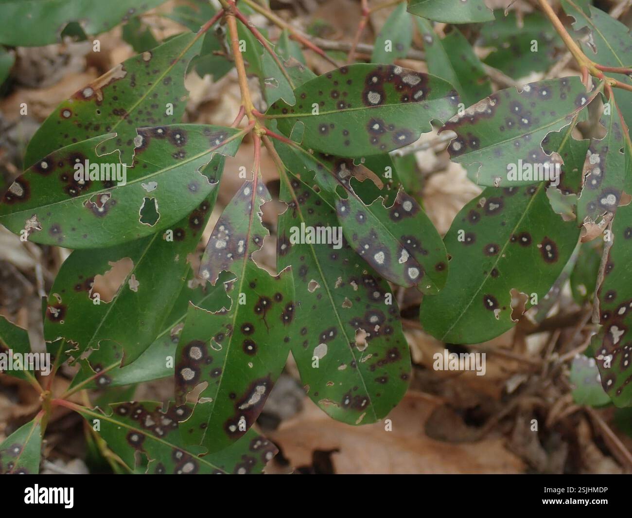 Mountain Laurel Leaf Spot (Mycosphaerella colorata), Fungi, Hampshire ...