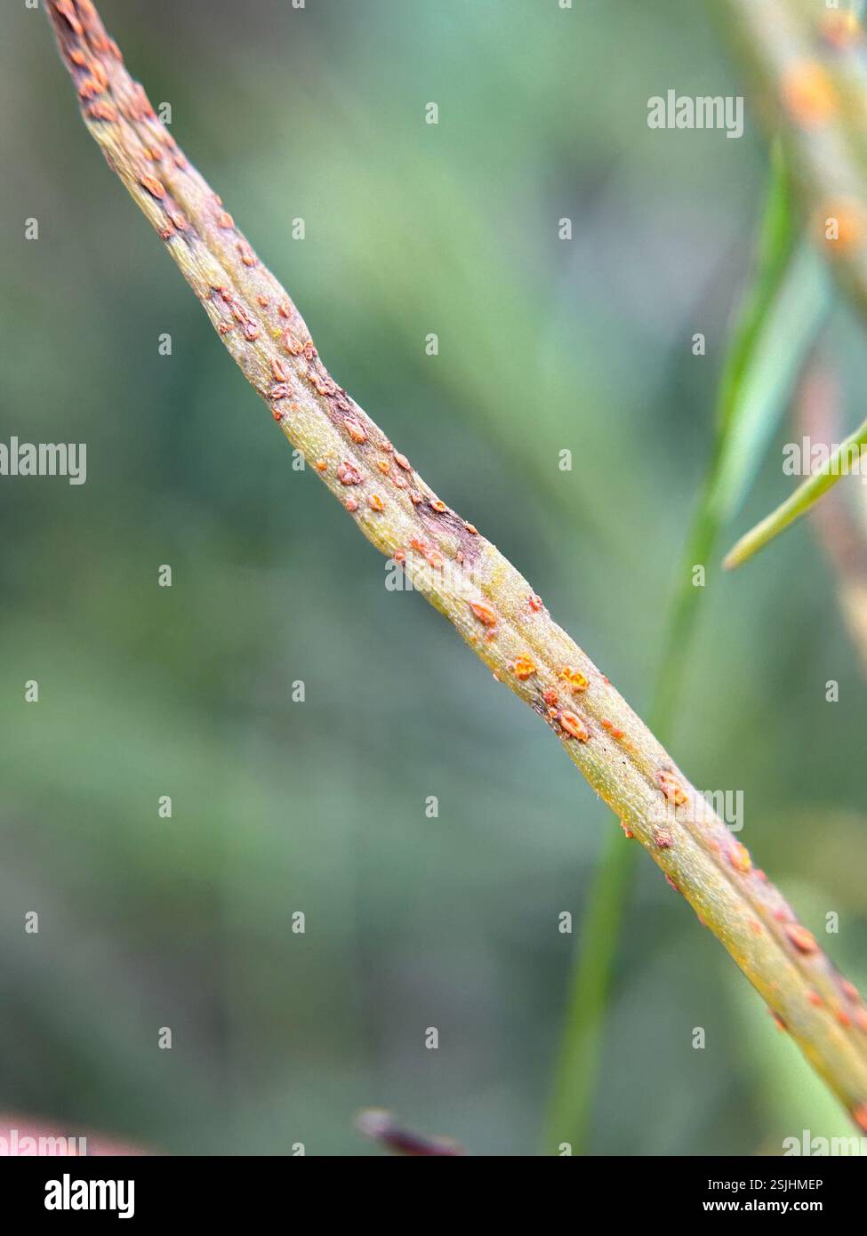 (Pucciniaceae), Fungi, Los Osos, CA, US, On senecio blochmaniae Stock ...