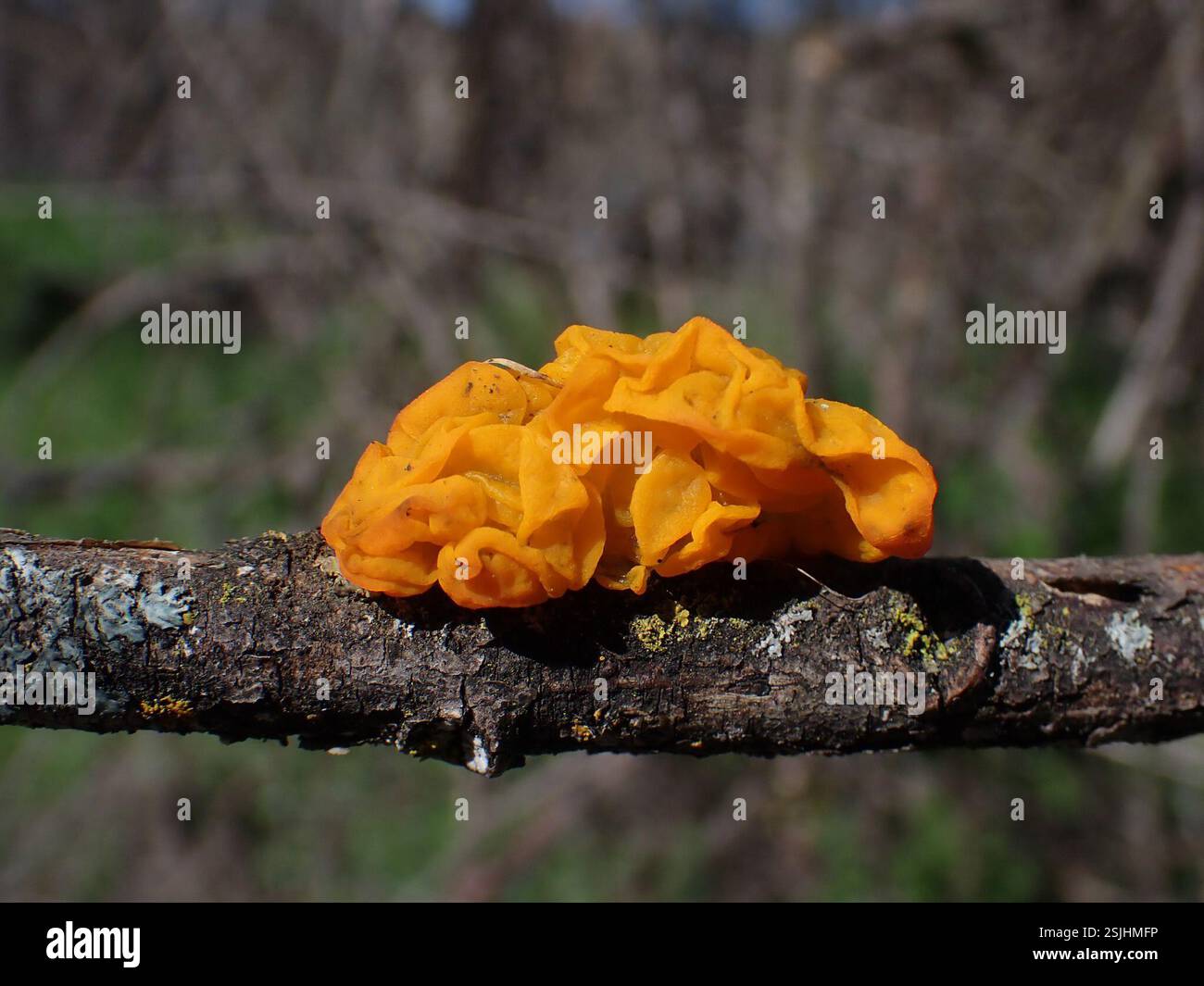 witch's butter (Tremella mesenterica), Fungi, Sacramento Bar Park, Fair ...