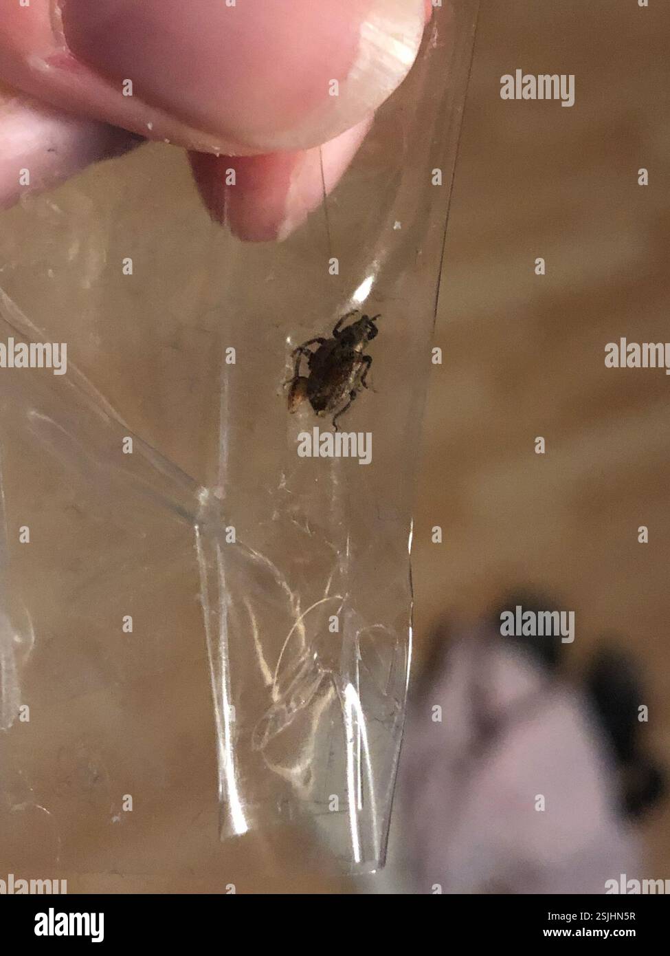 True Weevils (Curculionidae), Insecta, Southern Black Forest Nature ...