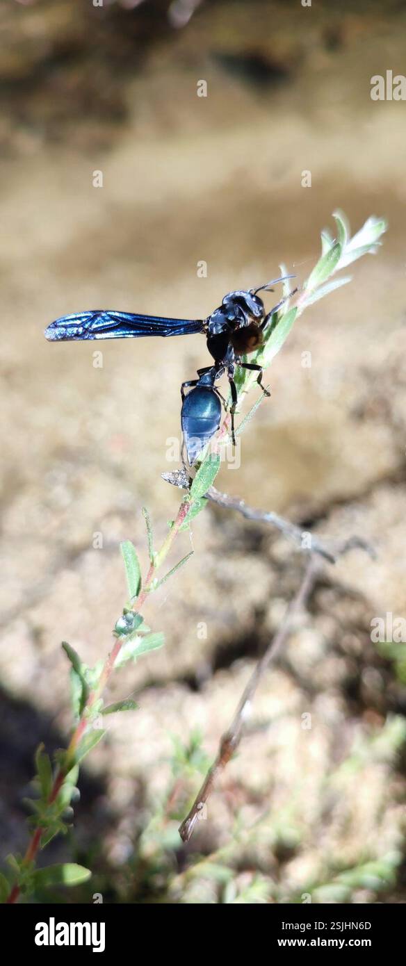 Northern Warrior Wasp (Synoeca septentrionalis), Insecta, 48445 Jal ...