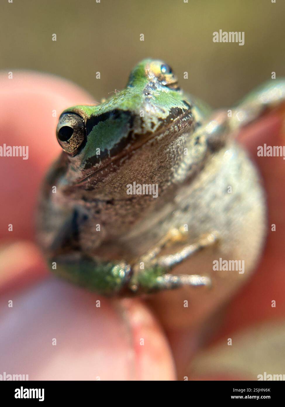 Pacific chorus frog (Pseudacris regilla), Amphibia, Inyo Dr, Los Osos ...