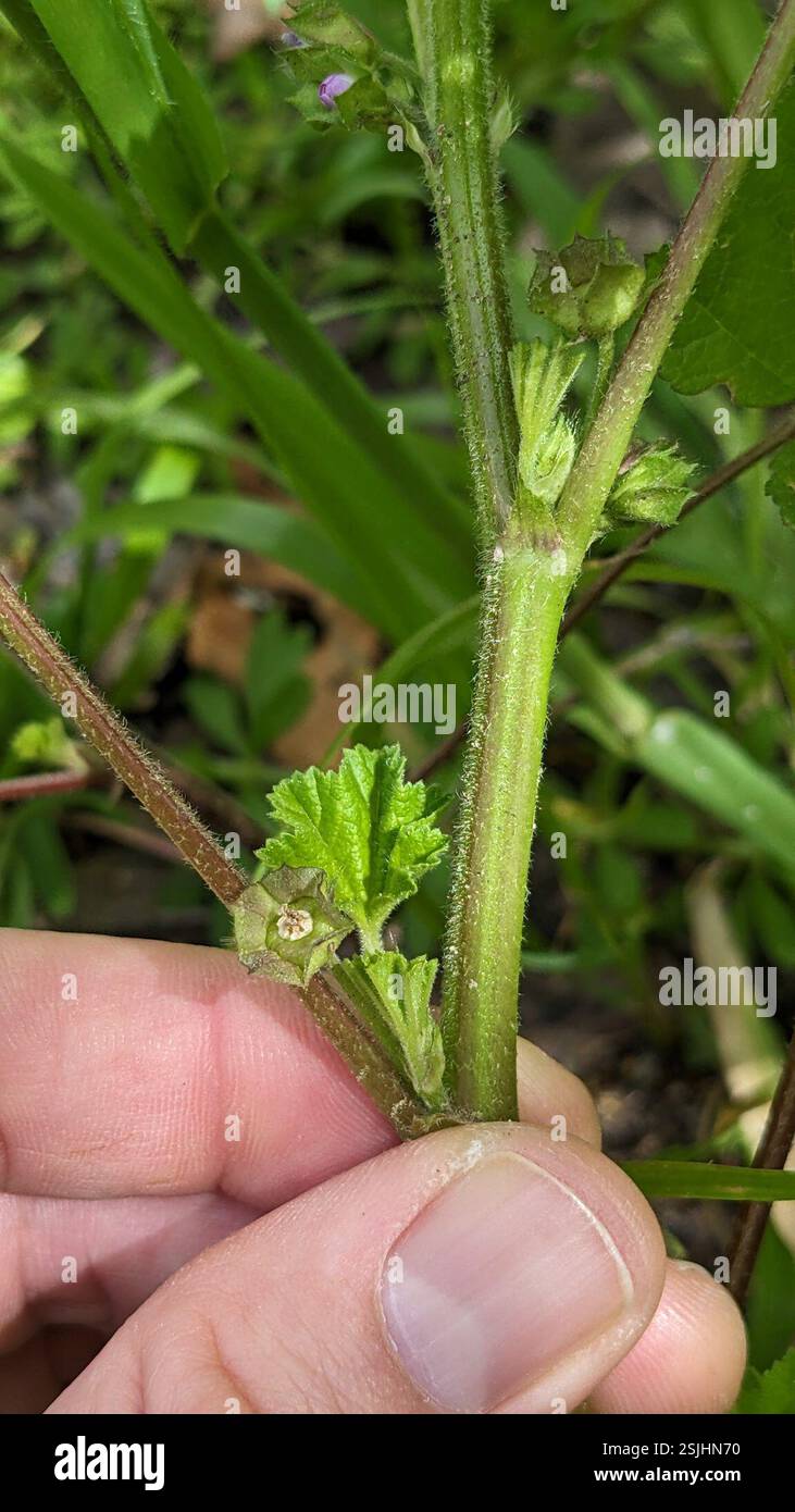 cheeseweed mallow (Malva parviflora), Plantae, Westwood, Los Angeles ...