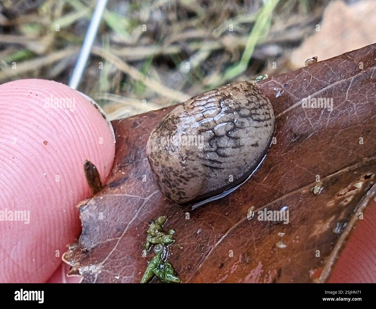 Milky Slug (Deroceras reticulatum), Mollusca, Vancouver, BC V6R 1B5 ...