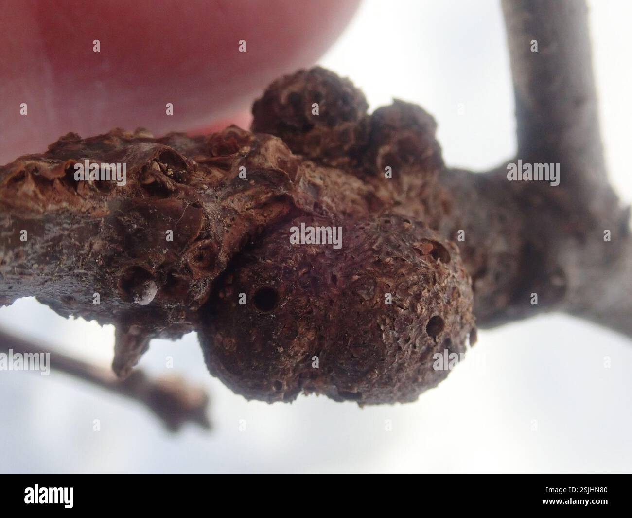 (Callirhytis quercusgemmaria), Insecta, Franklin, Massachusetts, United ...