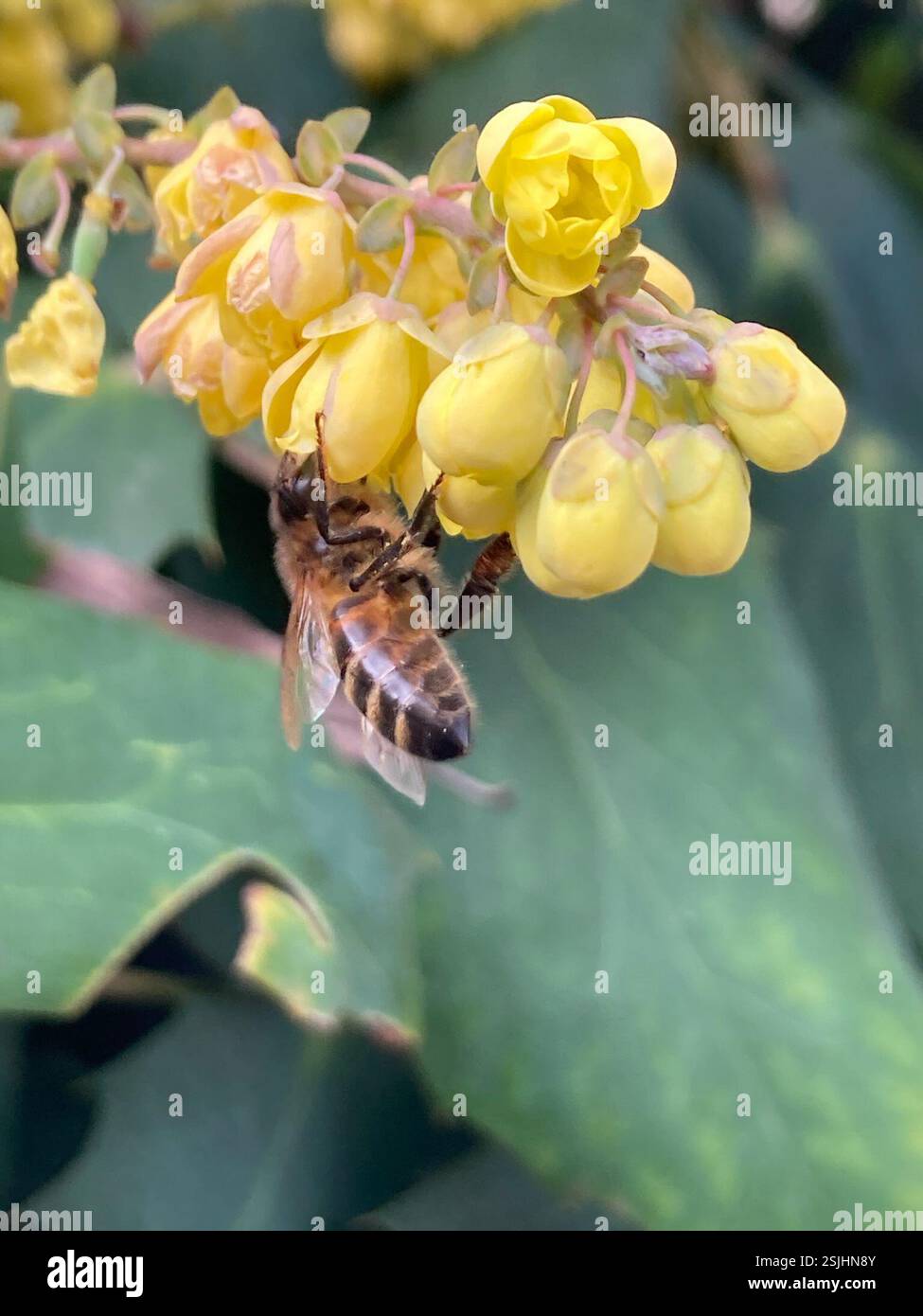 Western Honey Bee (Apis mellifera), Insecta, Sheen Lane, London ...