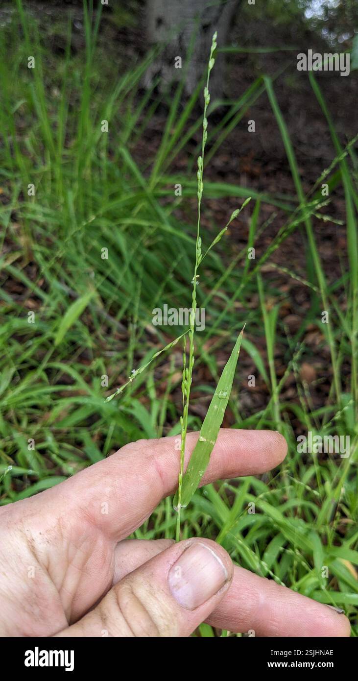 panic veldtgrass (Ehrharta erecta), Plantae, Westwood, Los Angeles, CA ...