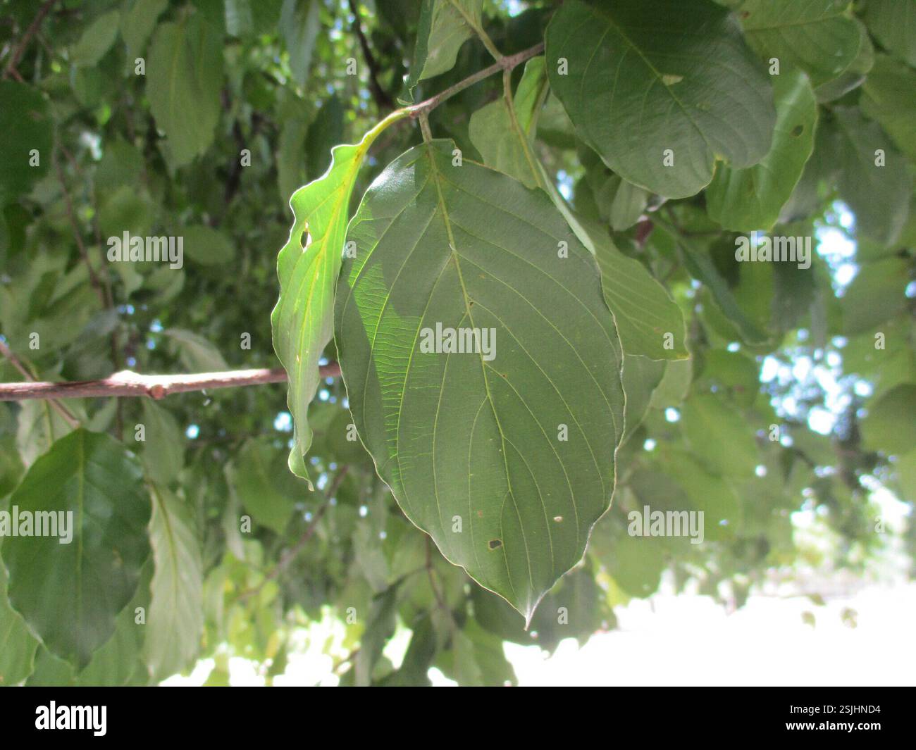 brown ivory (Phyllogeiton discolor), Plantae, Zambezi Region, Namibia ...