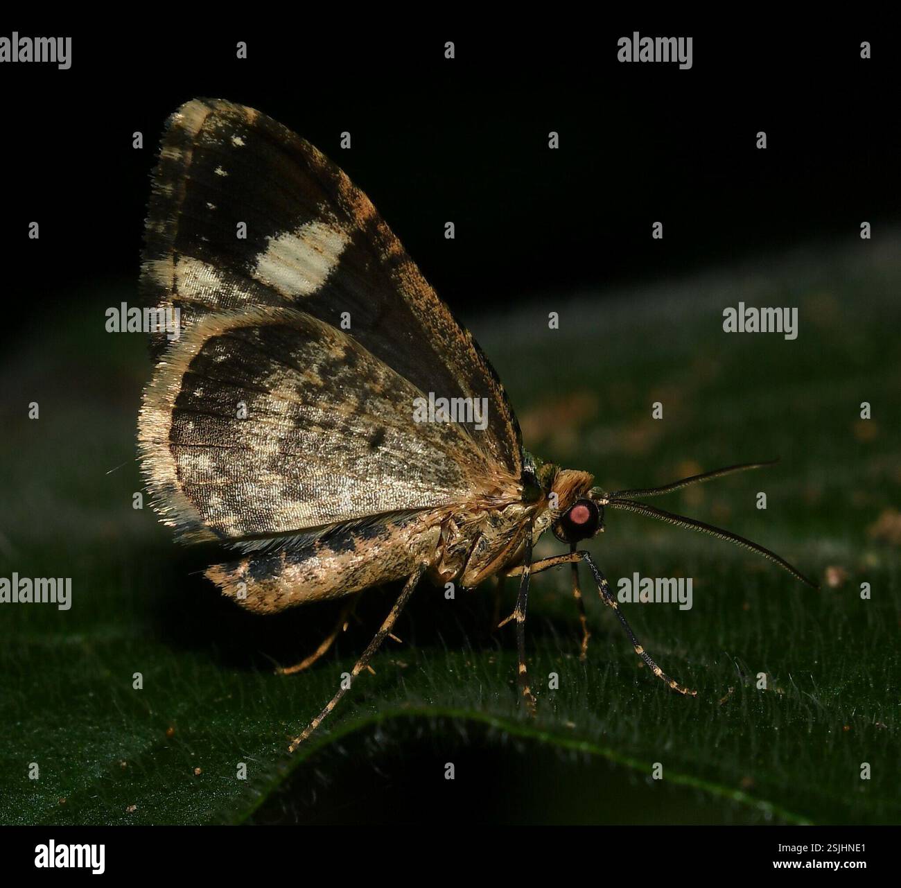Butterflies and Moths (Lepidoptera), Insecta, Guango Lodge, Papallacta ...