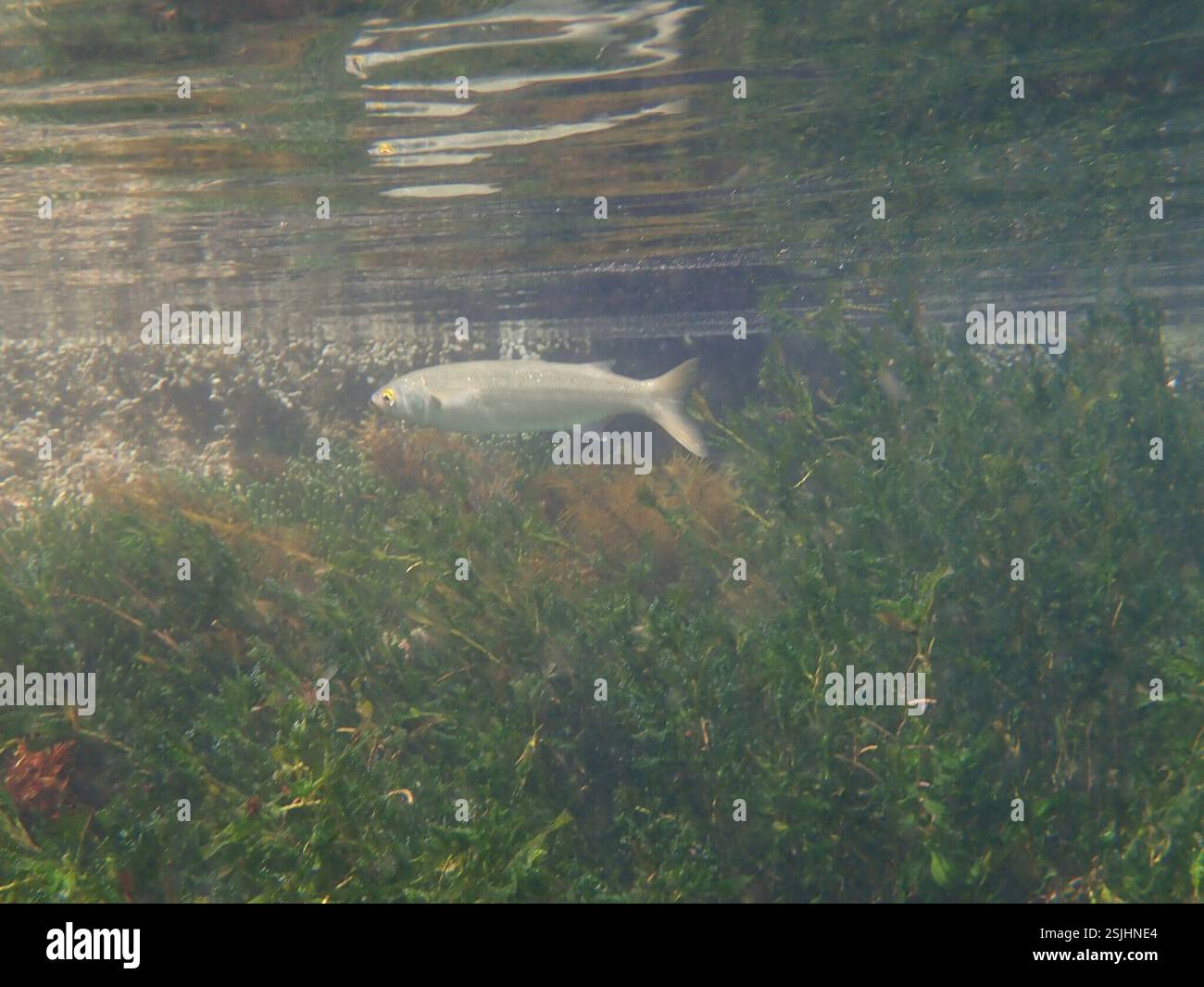 Yelloweye Mullet (Aldrichetta forsteri), Actinopterygii, Queenscliffe ...