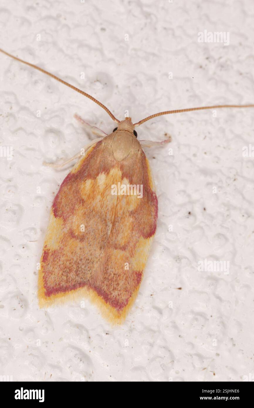 Oak Lantern (Carcina quercana), Insecta, 8400 Ebeltoft, Danmark Stock ...