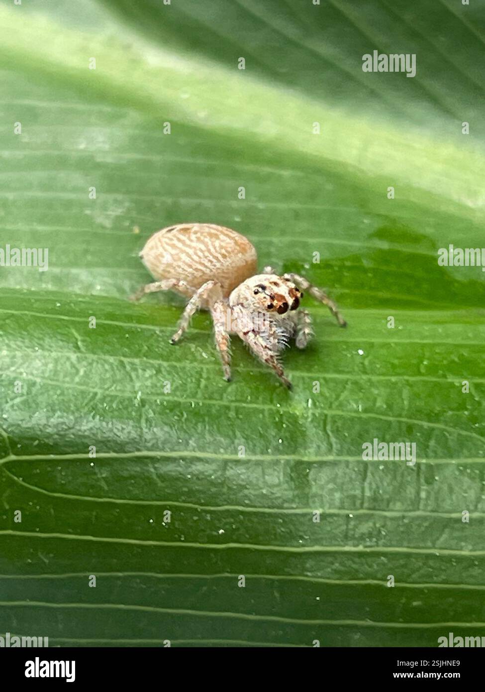 Cyclops Jumping Spider (Opisthoncus polyphemus), Arachnida, Melbourne ...