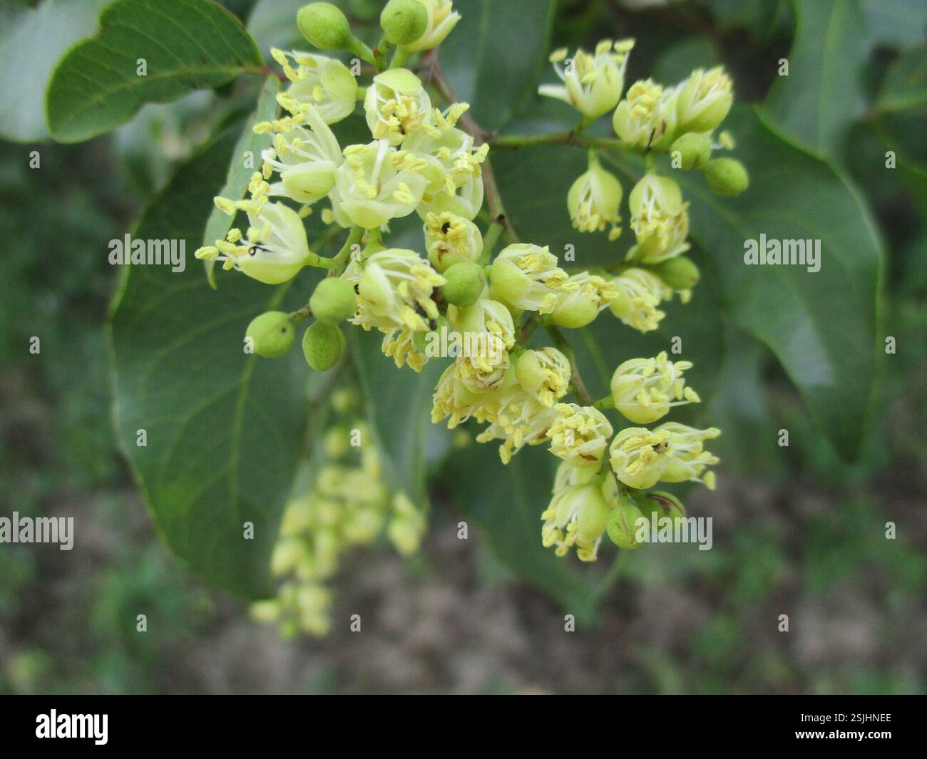 Rhodesian copalwood (Guibourtia coleosperma), Plantae, Kavango East ...