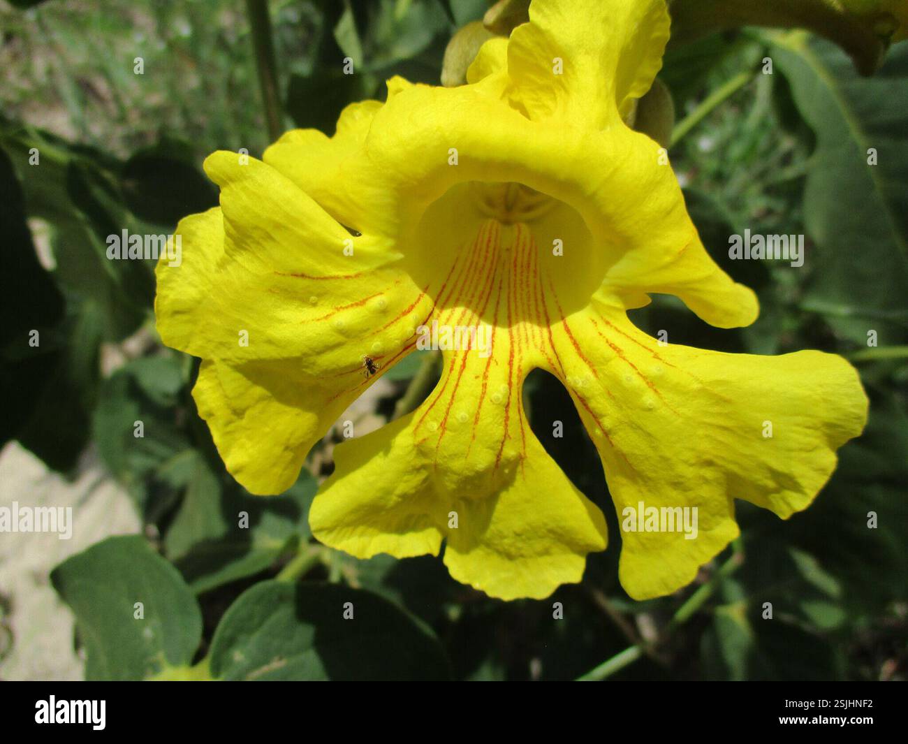 golden bellbean (Markhamia obtusifolia), Plantae, Zambezi Region ...