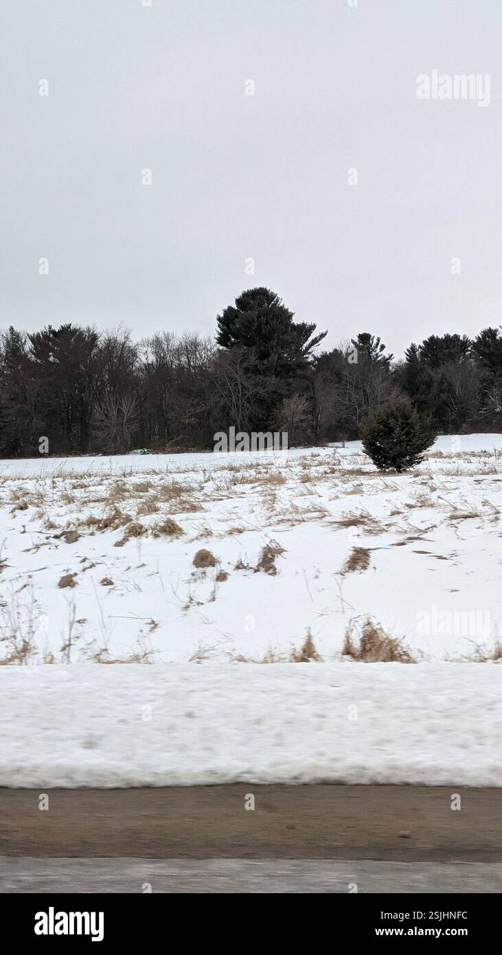 eastern redcedar (Juniperus virginiana), Plantae, Waupaca, Wisconsin ...