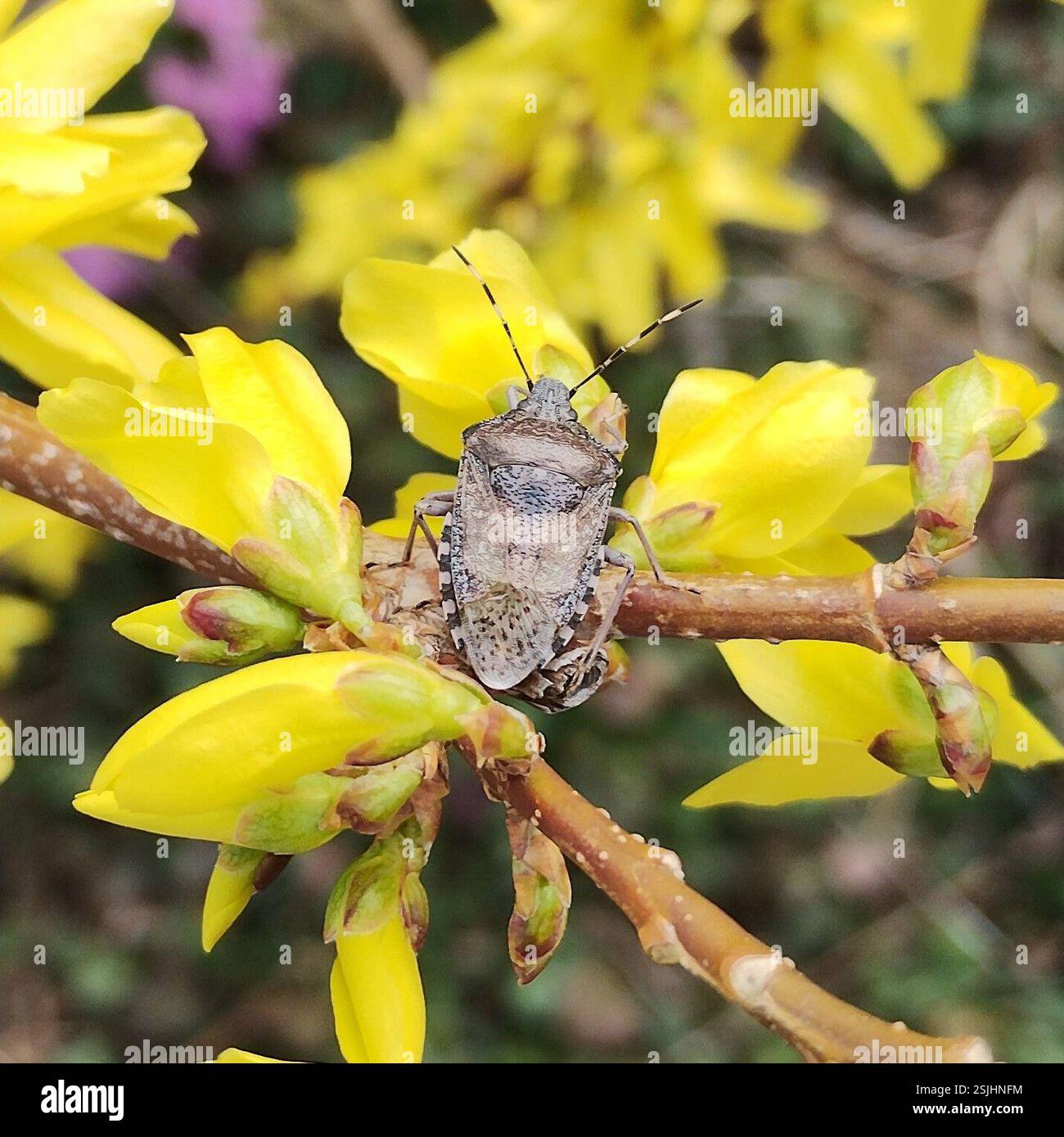 Mottled Stink Bug (Rhaphigaster nebulosa), Insecta, Kosanin dol ...