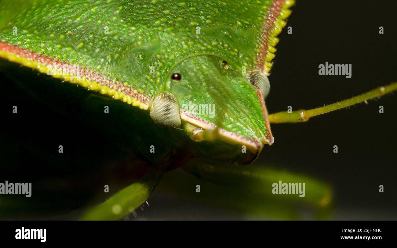 Spined green stink bug (Loxa flavicollis), Insecta, Florida, US Stock ...