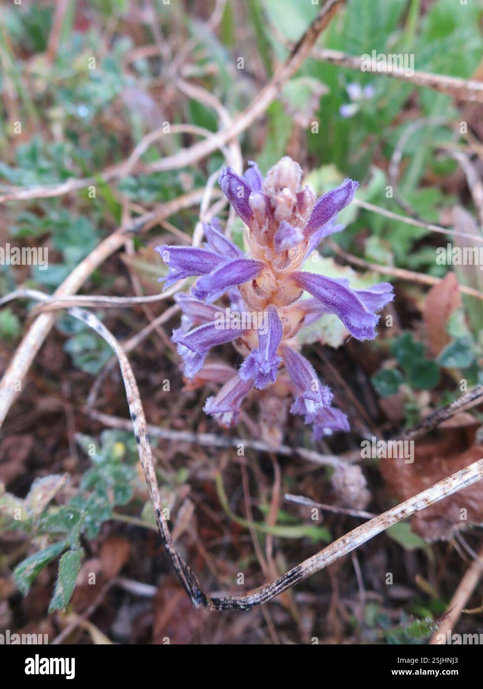 Dwarf Sorrel Broomrape (Phelipanche nana), Plantae, Grândola, Portugal ...