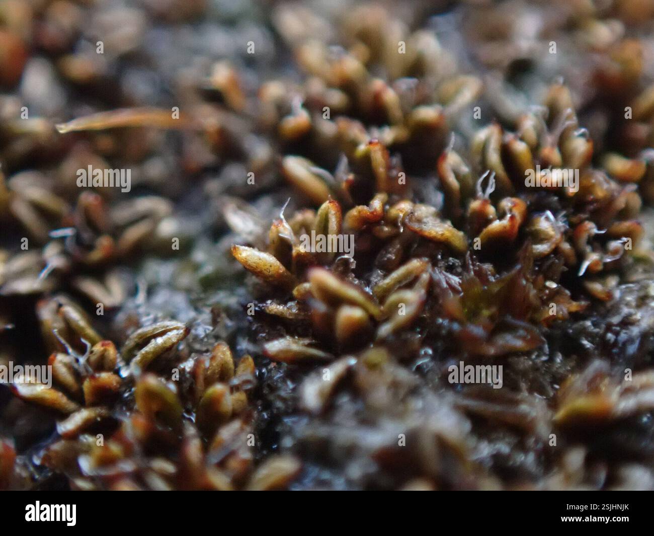 (Aloina bifrons), Plantae, Riverside, California, United States, On ...