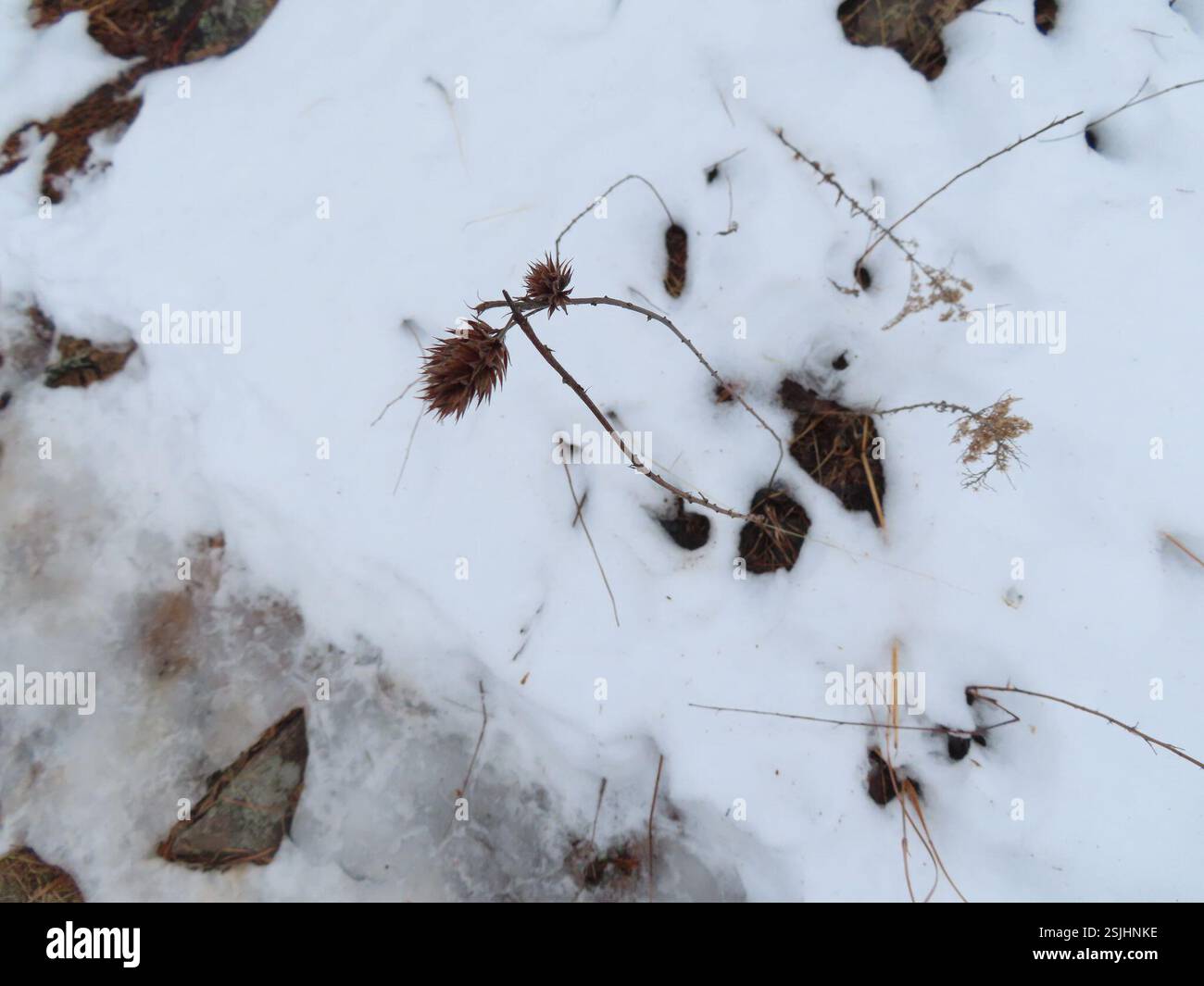 round-headed bush clover (Lespedeza capitata), Plantae, Devil's Lake ...