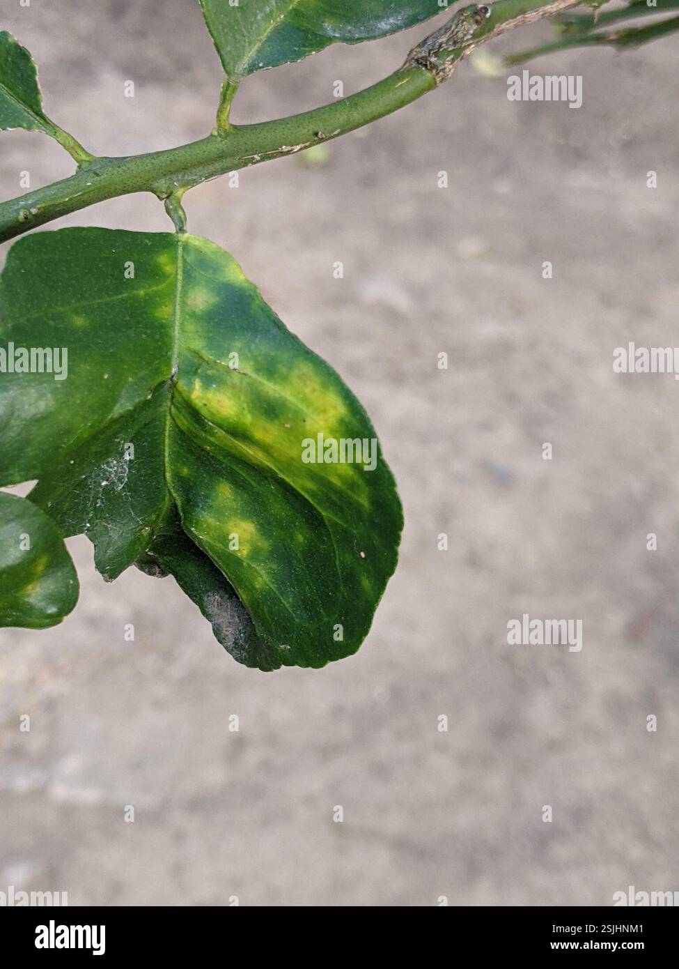 Citrus Bud Mite (Aceria sheldoni), Arachnida, Moca, Dominican Republic ...