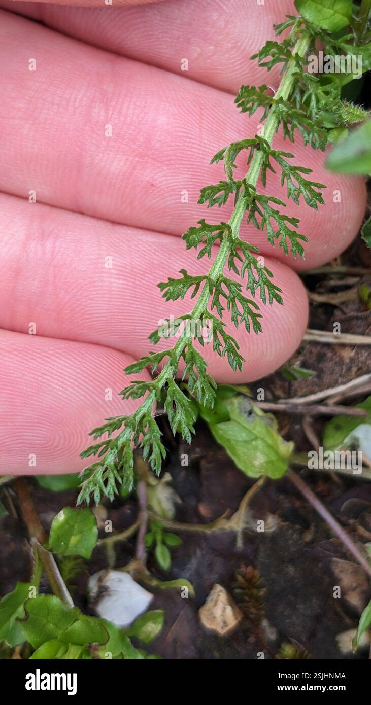 common yarrow (Achillea millefolium), Plantae, London, UK Stock Photo ...