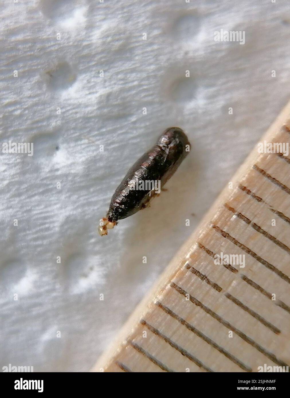 Winged and Once-winged Insects (Pterygota), Insecta, 11, Новосибирск ...