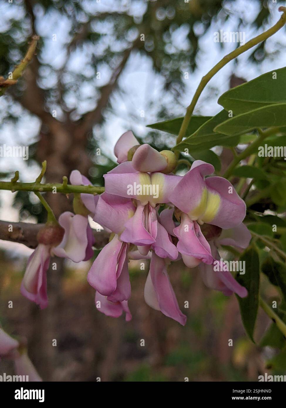 Fence Post Tree (Gliricidia sepium), Plantae, Moca, Dominican Republic ...