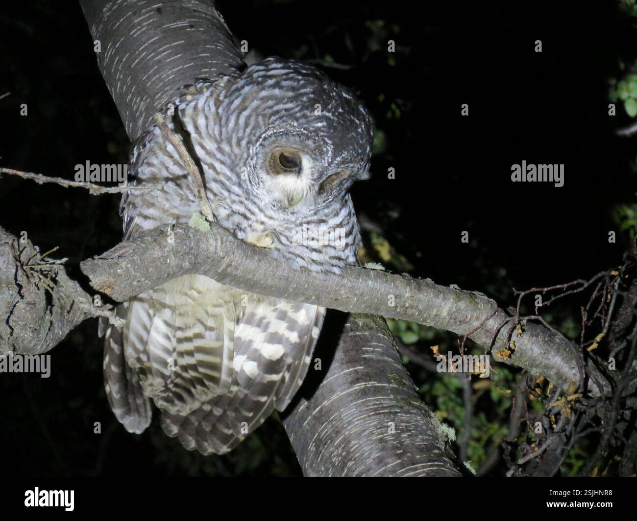 Rufous-legged Owl (Strix rufipes), Aves, Ushuaia, Tierra del Fuego ...