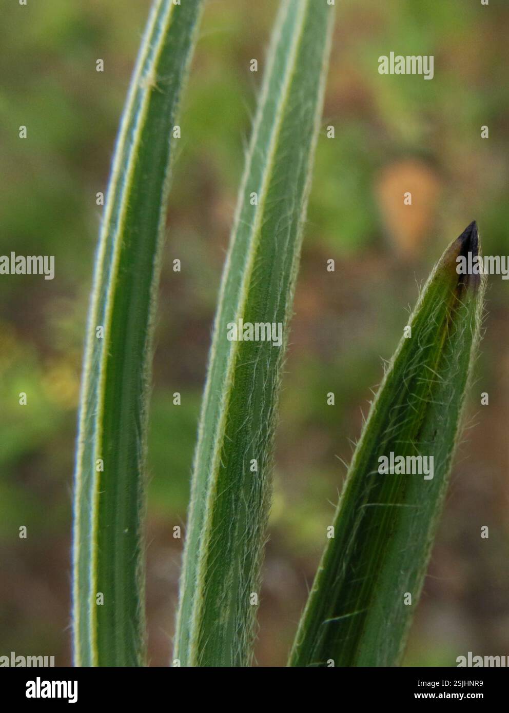 Spiral Stargrass (Hypoxis acuminata), Plantae, uThukela District ...