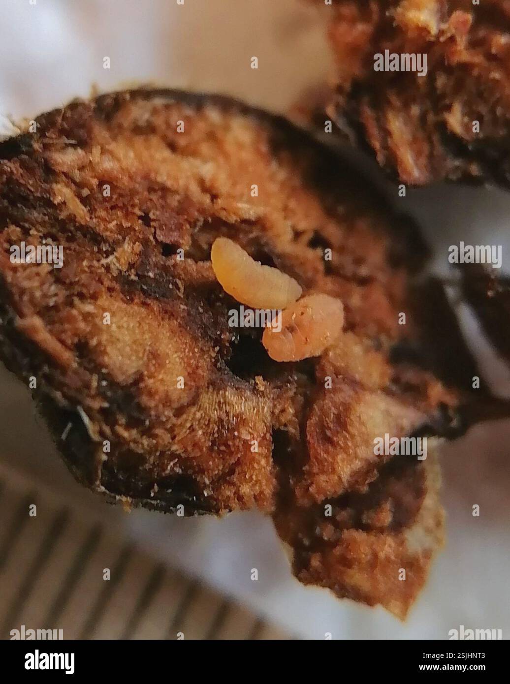 Willow Gall Midges (Rabdophaga), Insecta, Россия, Larvae in galls on ...