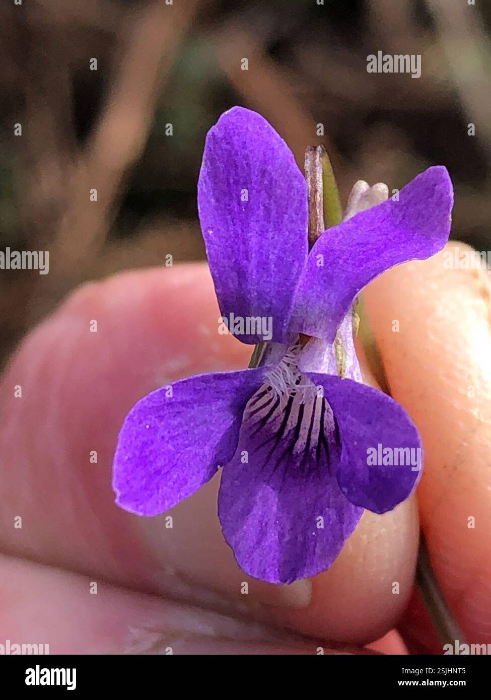 common dog-violet (Viola riviniana), Plantae, Gower, Swansea, Wales, GB ...
